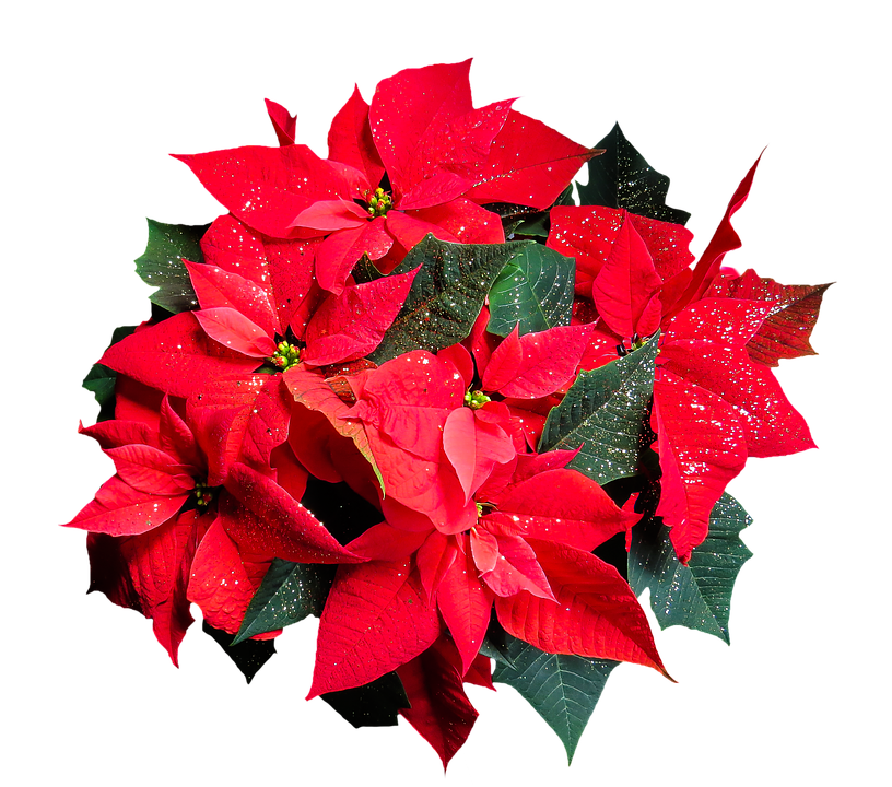La Campagna di Natale continua! - ASLEM